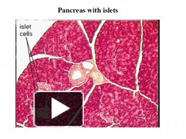 Pancreas with islets presentation | free to view