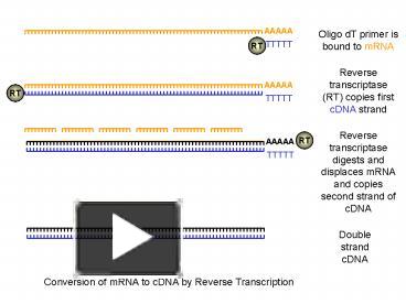Double strand cDNA presentation | free to download