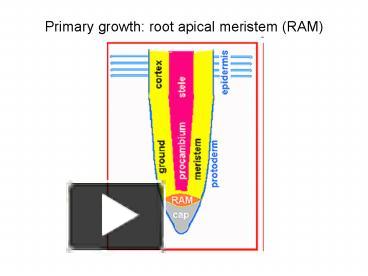 PPT – Primary growth: root apical meristem RAM PowerPoint presentation ...