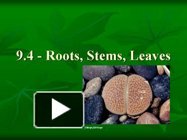 PPT – 9'4 Roots, Stems, Leaves PowerPoint presentation | free to view ...
