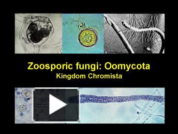 PPT – Zoosporic fungi: Oomycota Kingdom Chromista PowerPoint ...