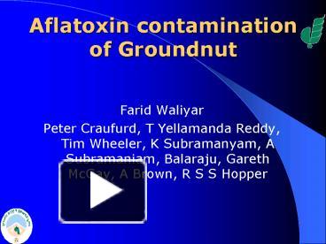 PPT – Aflatoxin contamination of Groundnut PowerPoint presentation ...