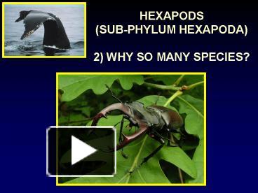 HEXAPODS SUBPHYLUM HEXAPODA 2 WHY SO MANY SPECIES presentation | free ...