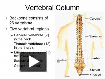 Vertebral Column presentation | free to view