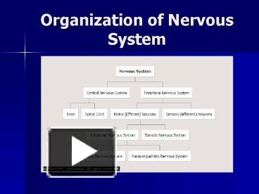 Organization of Nervous System presentation | free to view