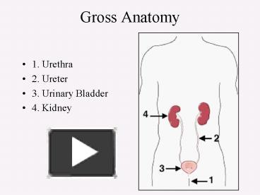 PPT – Gross Anatomy PowerPoint presentation | free to view - id: f8eb1 ...