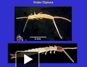 Order Diplura presentation | free to view