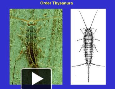Order Thysanura presentation | free to view