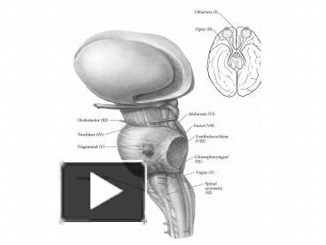 Columnar Organization of Cranial Nerve Nuclei: presentation | free to view