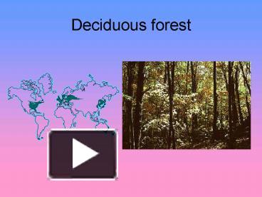 PPT – Deciduous forest PowerPoint presentation | free to view - id ...