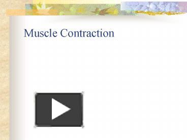 PPT – Muscle Contraction PowerPoint presentation | free to view - id ...
