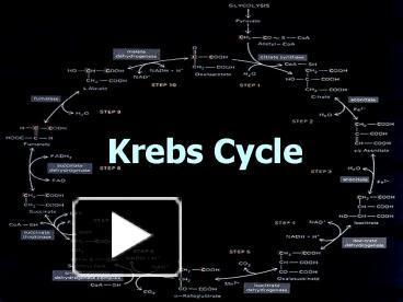 Krebs Cycle presentation | free to view