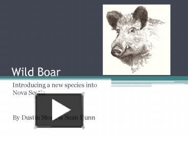 Wild Boar presentation | free to view