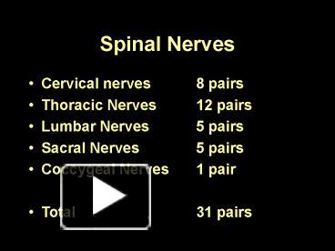 PPT – Spinal Nerves PowerPoint presentation | free to view - id: fcc78 ...
