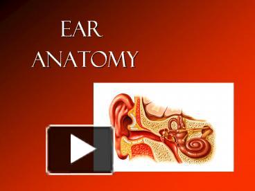 PPT – Ear PowerPoint presentation | free to download - id: fcecc-OTRhY